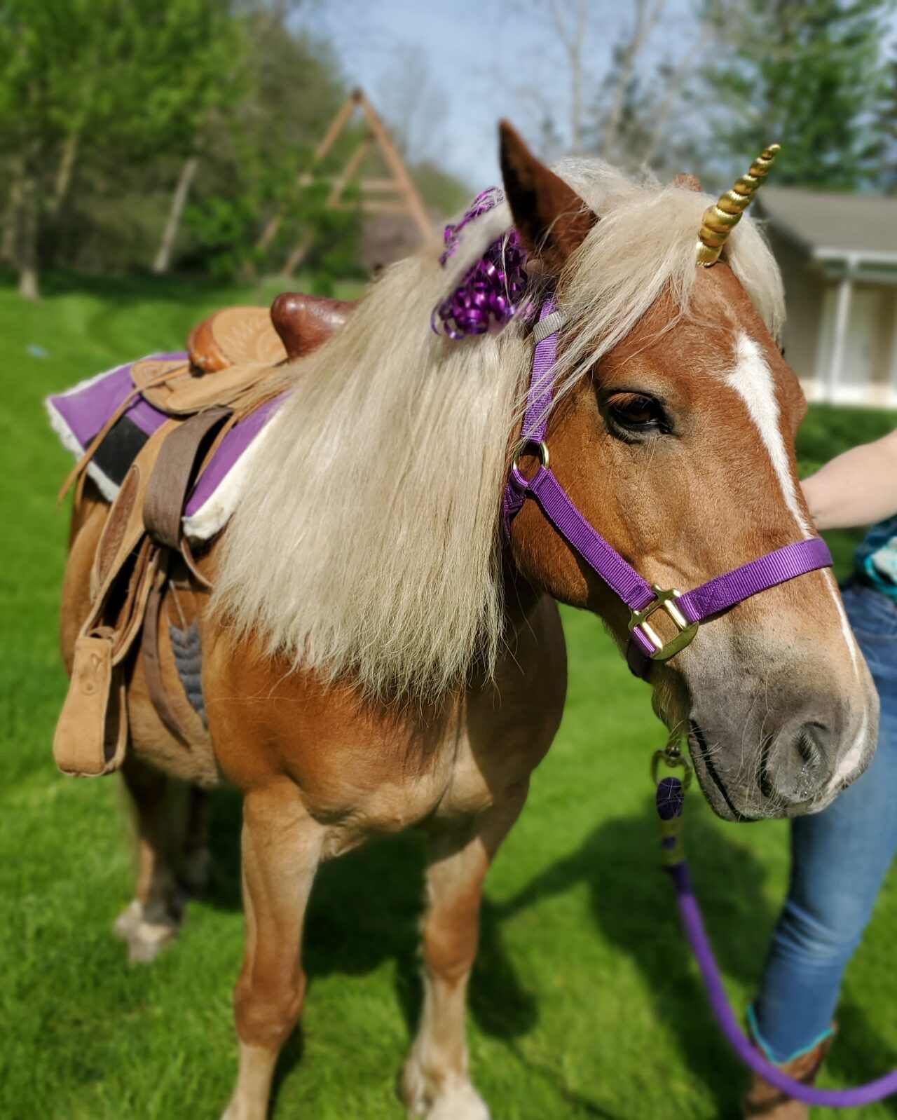 Memorable Petting Zoo Packages: Celebrate with Us!