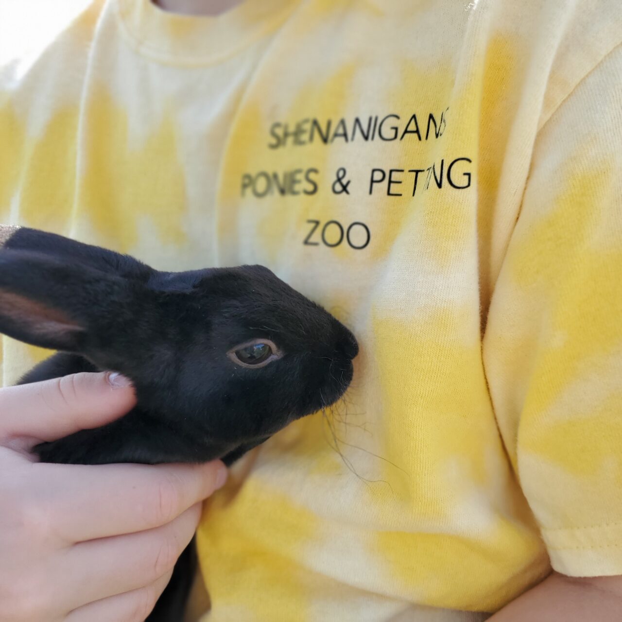 Memorable Petting Zoo Packages: Celebrate with Us!
